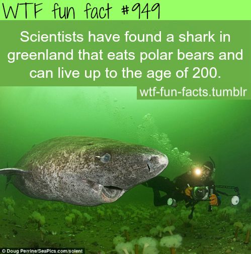 30 Random Mind-Blowing Fun Facts | Amazing WTF Facts