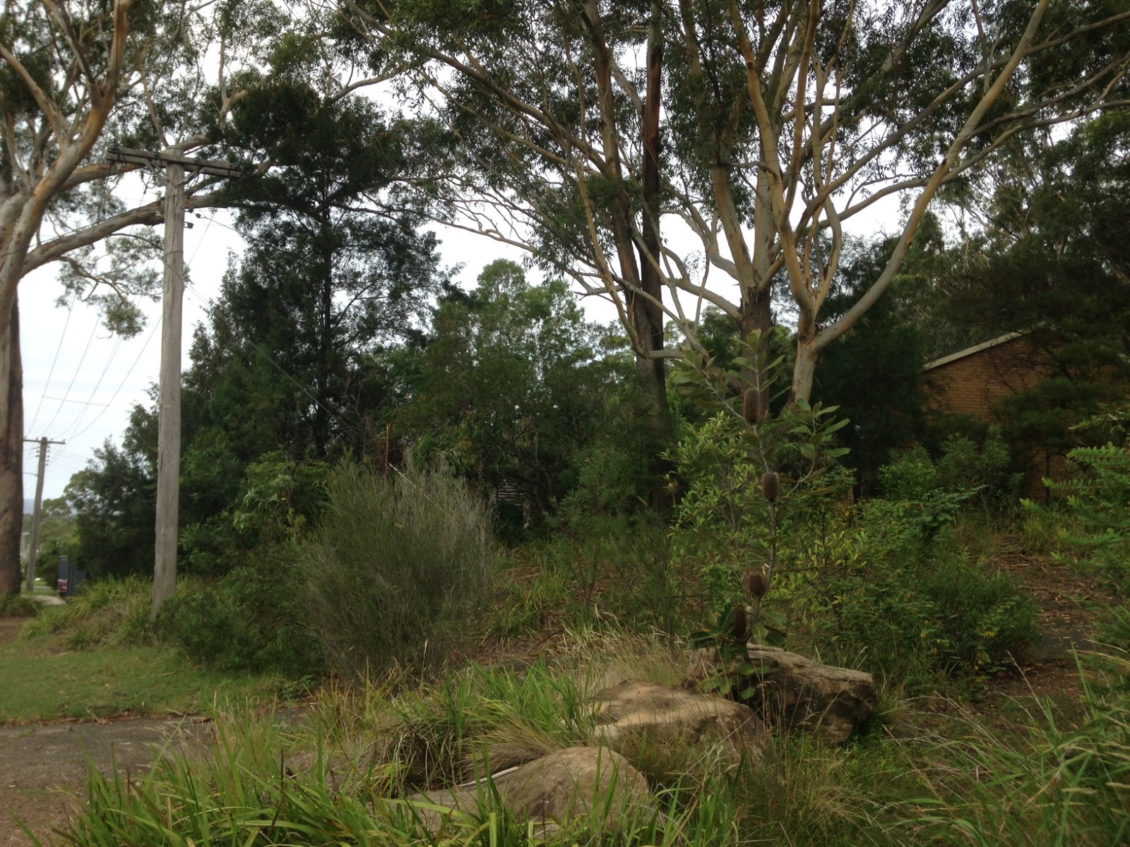 Growing Illawarra native plants to attract wildlife | Growing Illawarra ...
