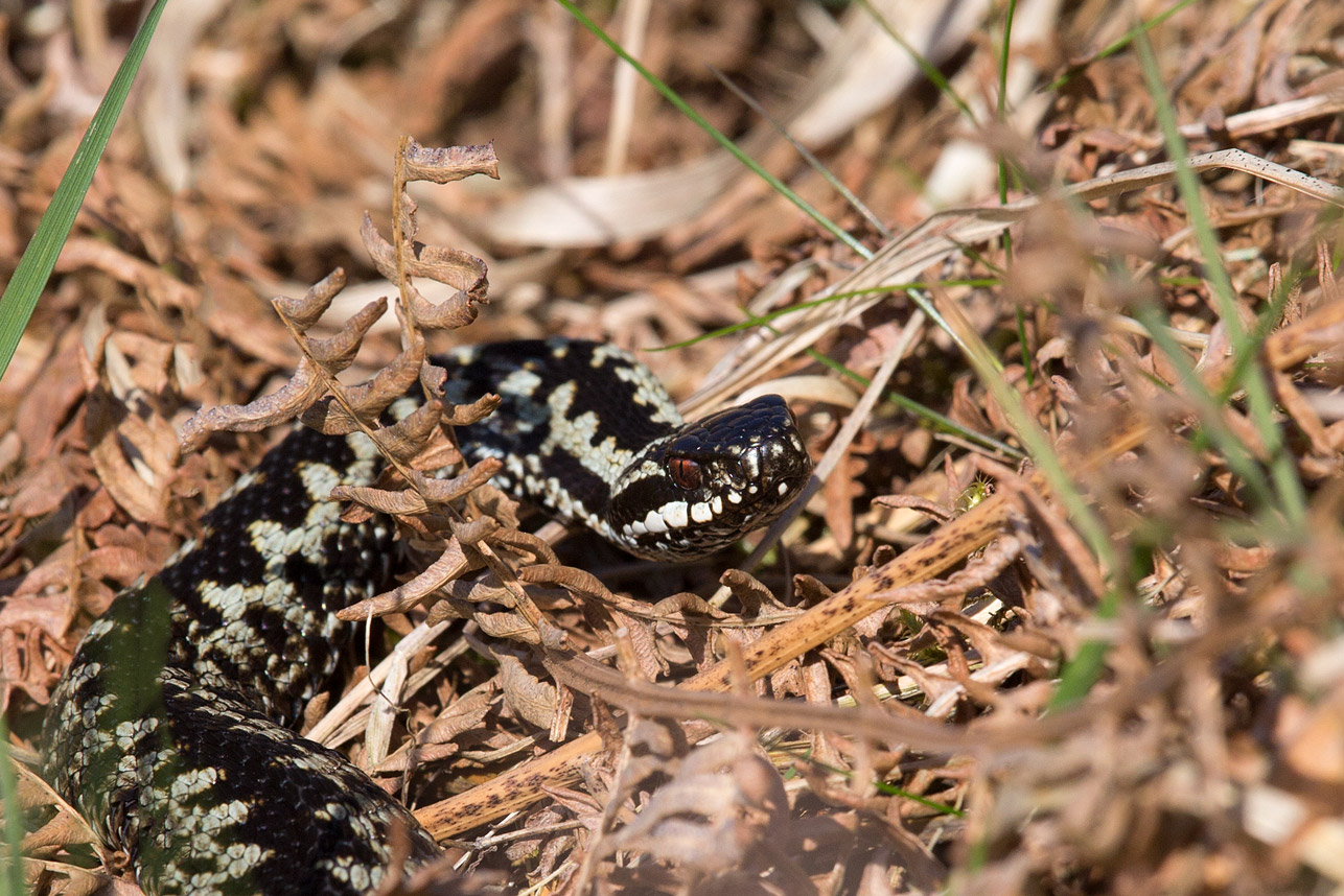 Darley Dale Wildlife: April 2014