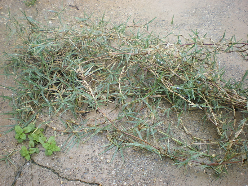 HORTA À PORTA: PANICUM REPENS, CYNODON DACTYLON (ESCALRACHO)