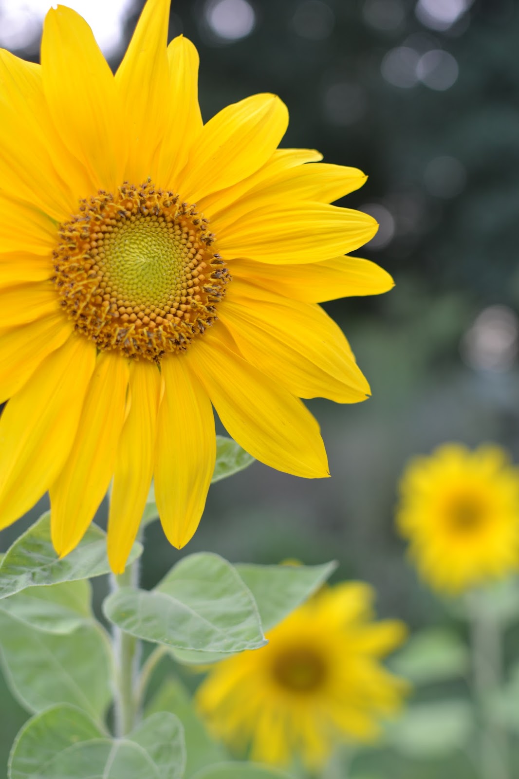Our Neck of the Woods: Sunflower Patch