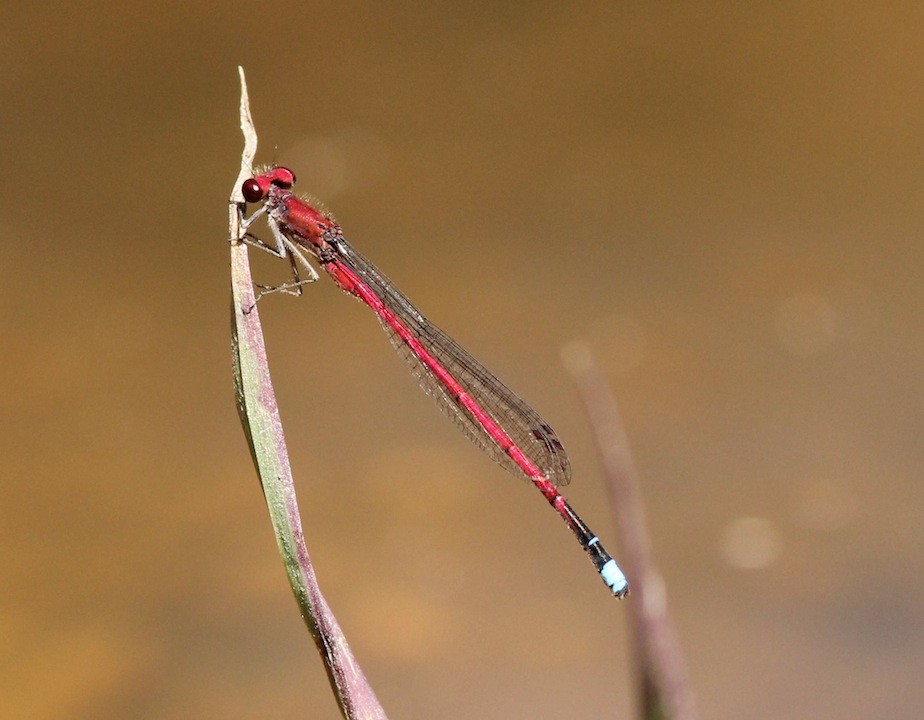 Uruguay y sus curiosidades-Uruguay and its curiosities: EL ALGUACIL EN ...