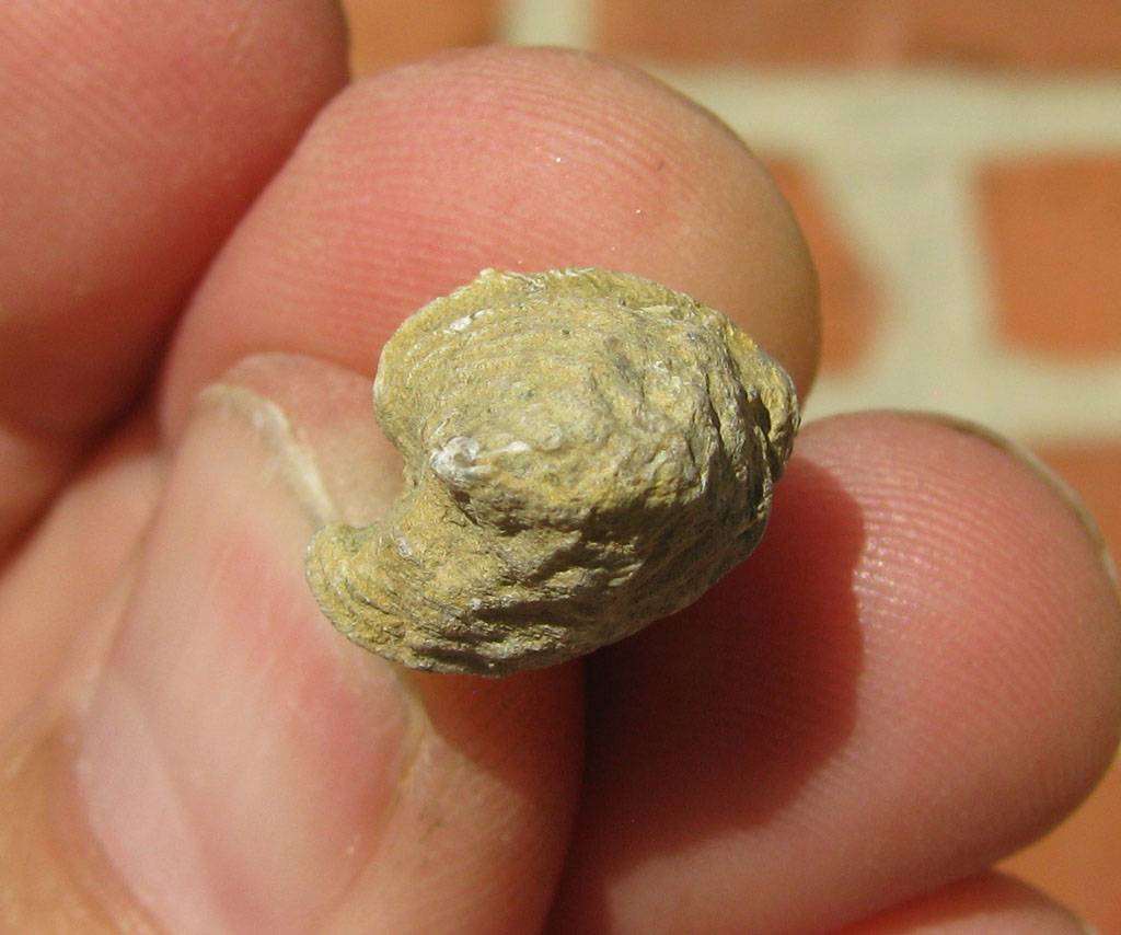 Views of the Mahantango: Anthracospirifer sp. brachiopod from the ...