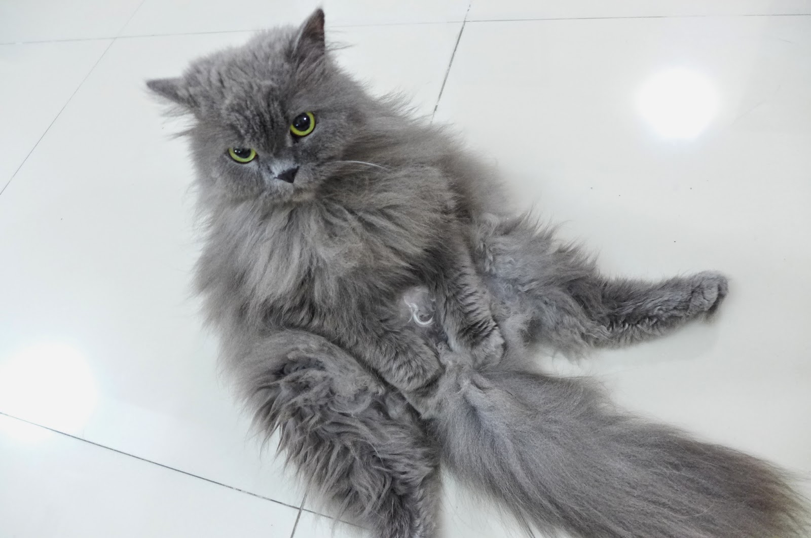 gambar kucing persia kelabu - KareemtaroMahoney