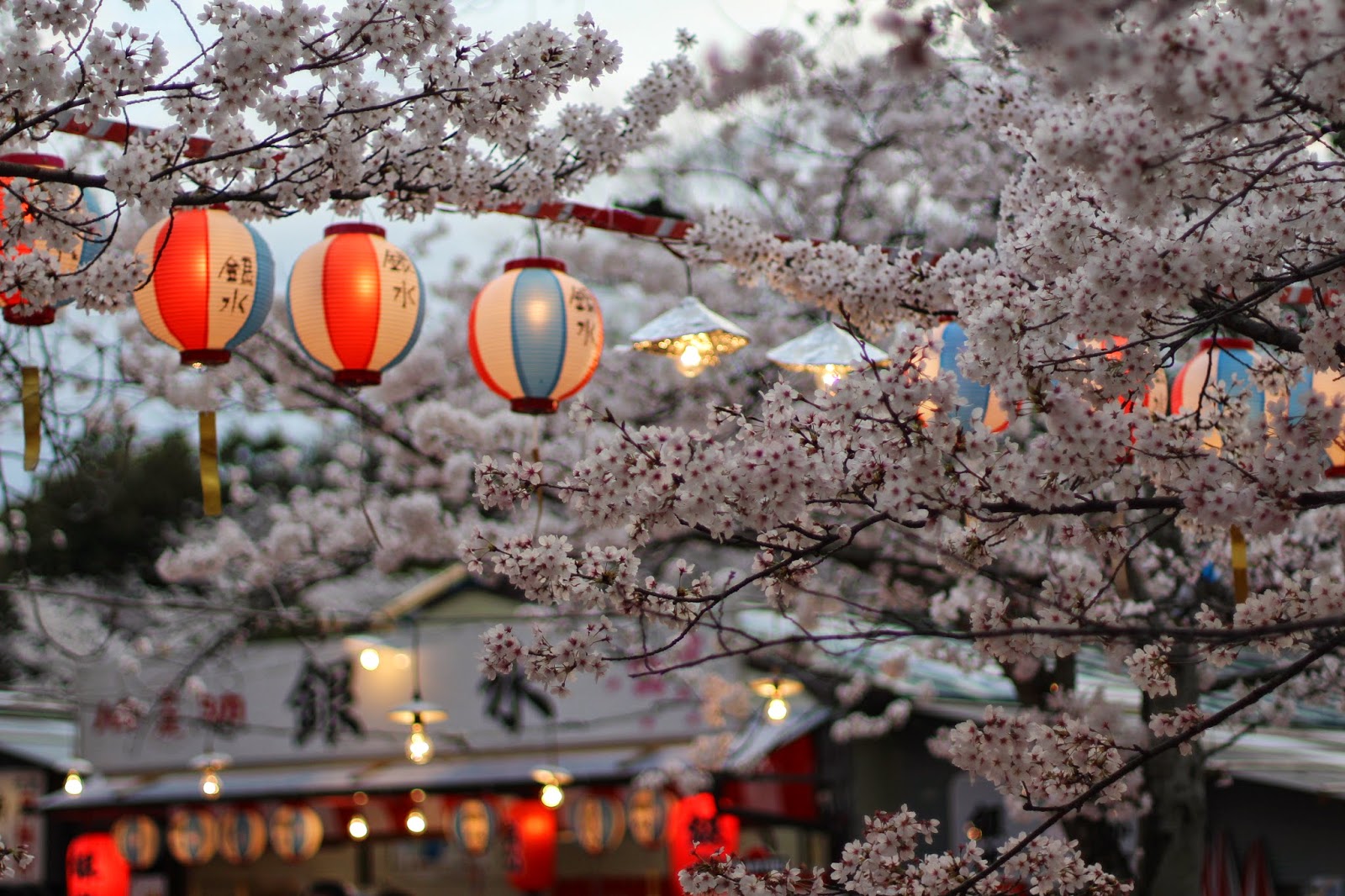 Let's Be Adventurers: Hanami Parties in Kyoto
