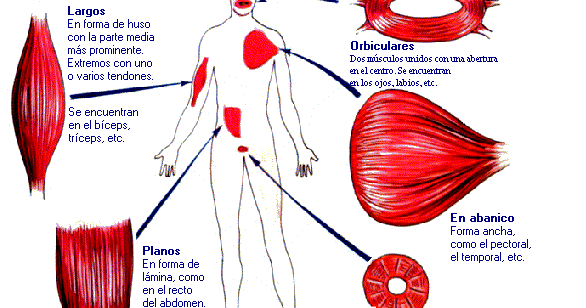 APRENDE Y DIVIÉRTETE : ACTIVIDAD 4 CIENCIAS TERCER PERIODO ...
