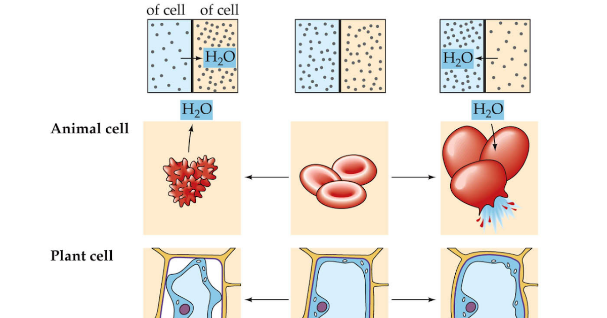 SOLUCIONES ACUOSAS: 1.2. CONCEPTO DE: OSMOLARIDAD, SOLUCIONES ...