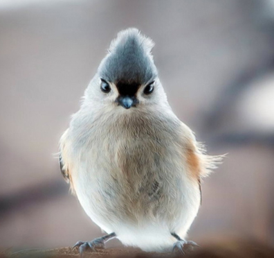 chippep: BIRDS AND ANIMALS