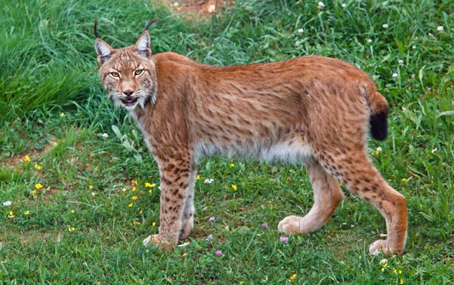 Iberian lynx Facts And Latest Images | All Wildlife Photographs