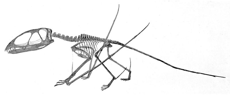 Prehistoric Beast of the Week: Dimorphodon: Prehistoric Animal of the Week