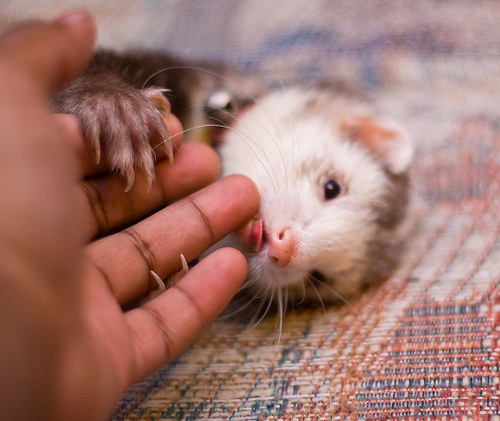 Dihorul: Poze amuzante cu Dihori