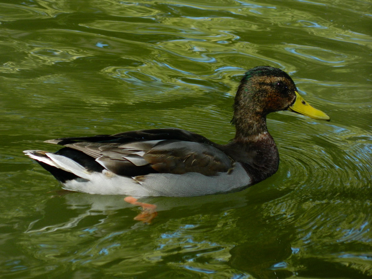 LA MULTI ANI, ROMANIA!: Rate pe lac