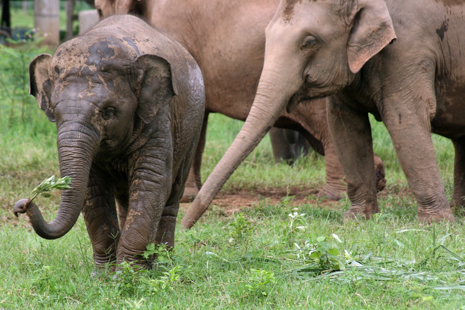 Extravagation: Elephunk