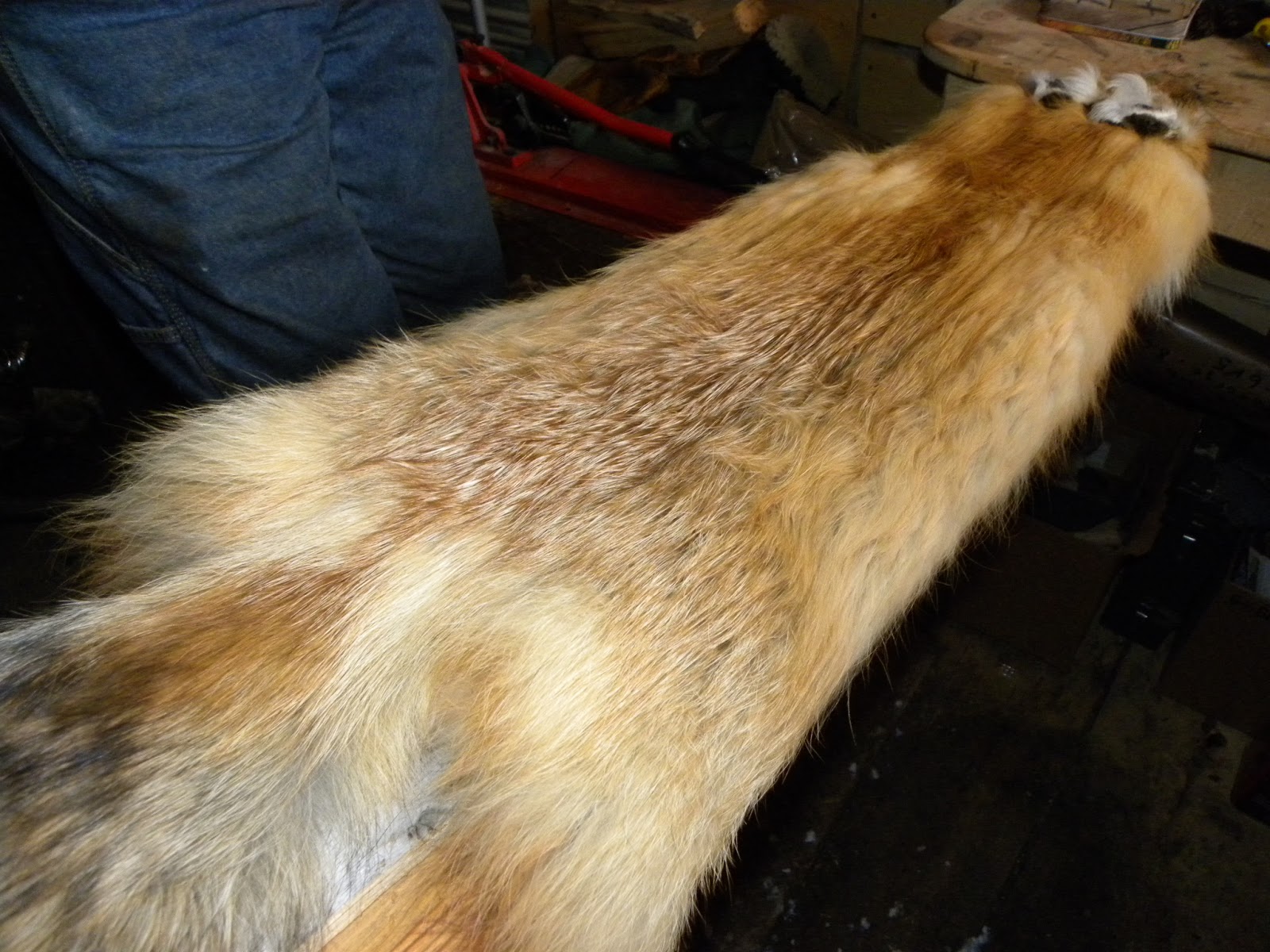 The Happy Trappers 2 Sixth Year: Fox Trapping, and handling Fur