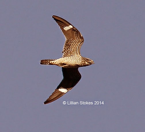 Birding Is Fun!: Who's Migrating Now and What's To Come!