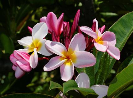 Best Flowers In The World: Flowers Around The World