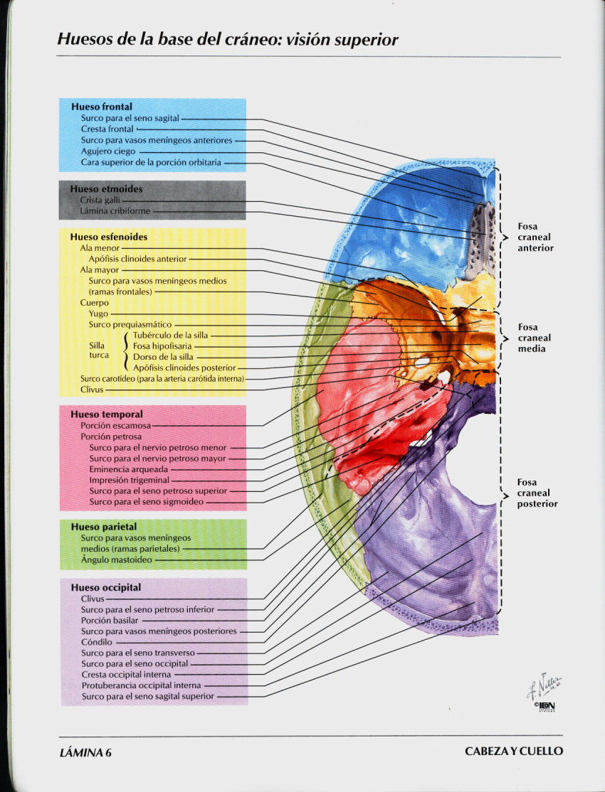 Anatomia craneal: Regiones craneales