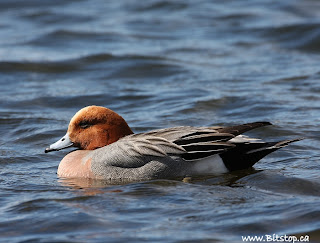 Bitstop: Eurasian Wigeon