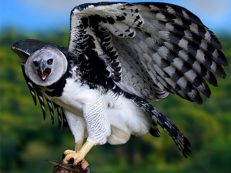 Natureza, Perfeição sem tamanho...