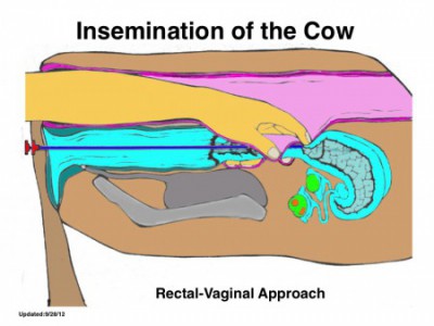 Cara Inseminasi Buatan Pada Sapi (IB)