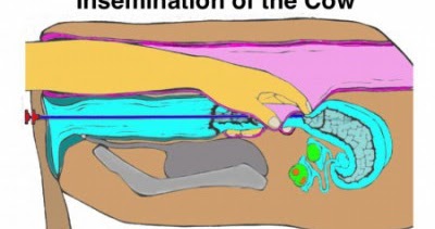 Cara Inseminasi Buatan Pada Sapi (IB)