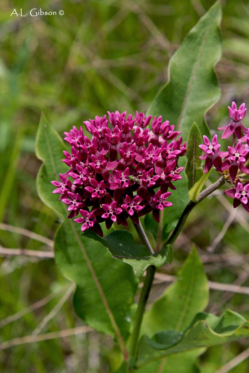 The Buckeye Botanist: A Guide to the Milkweeds of Ohio