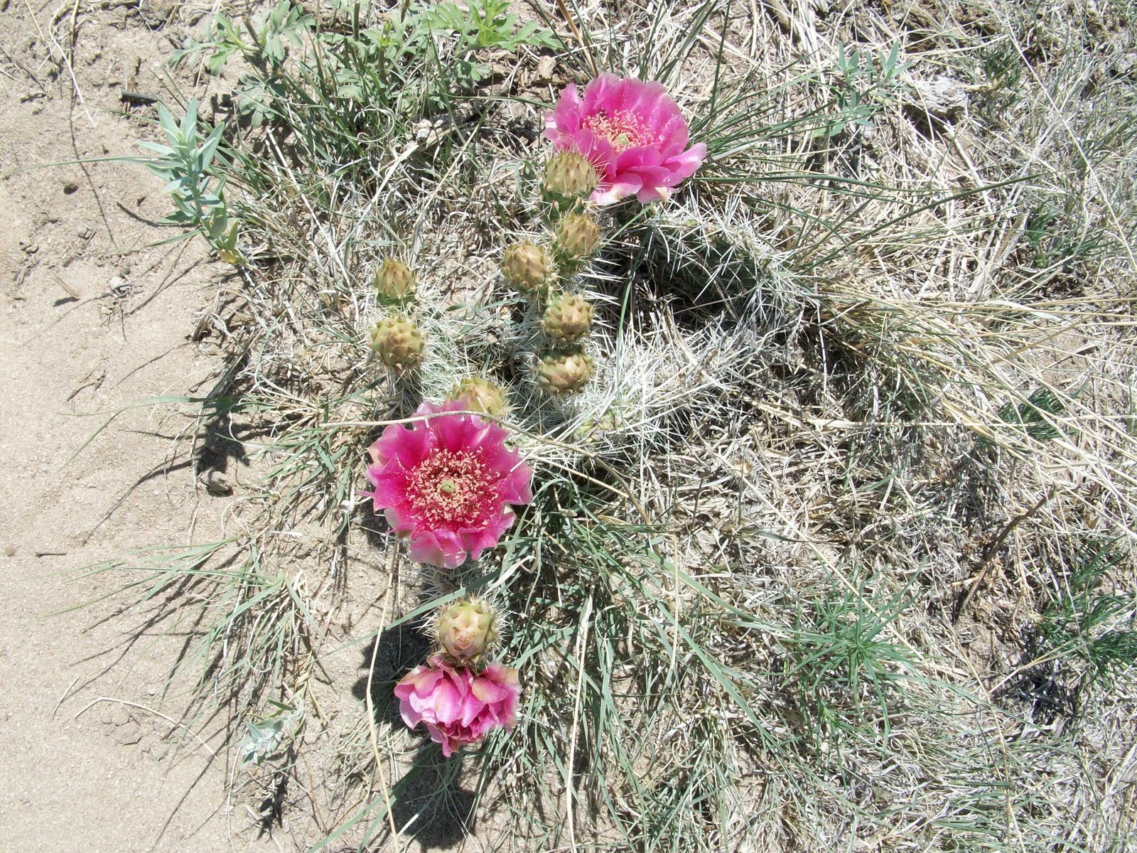 Life On The Wild Horse Prairie: Life On The Prairie