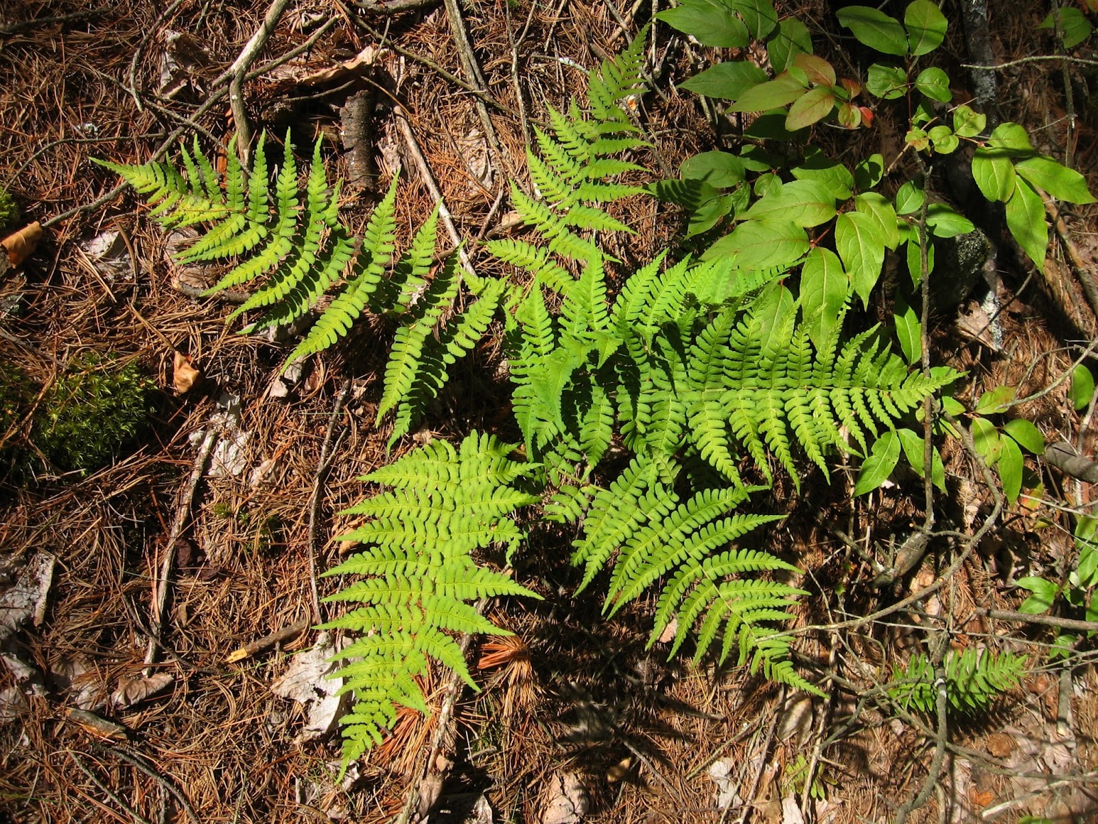 Tangled Web: Marginal Wood Fern (Dryopteris marginalis)