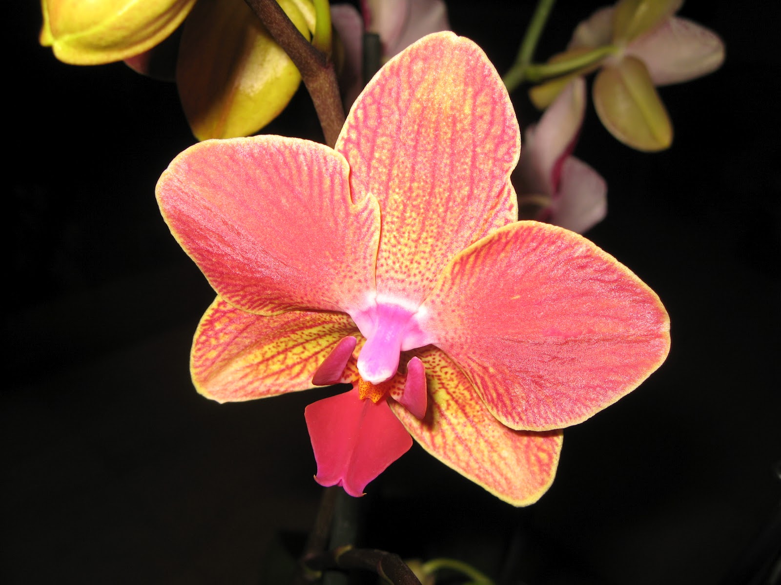 Orquídeas Blog de Angel Mar: Phalaenopsis. Orquídeas mariposa