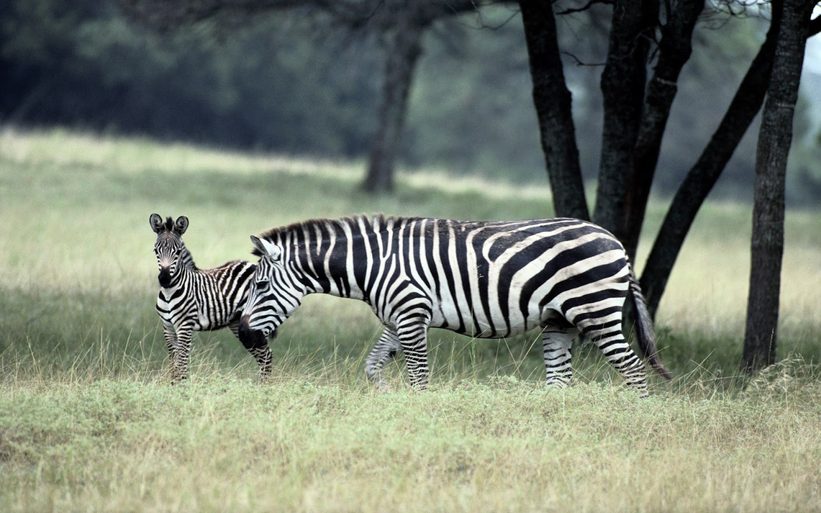 zebra rare pictures collection | Zone Wallpaper Backgrounds