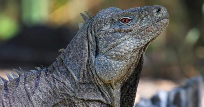 Iguana Ricordi al borde del exterminio, Carbonero las cazan para ...
