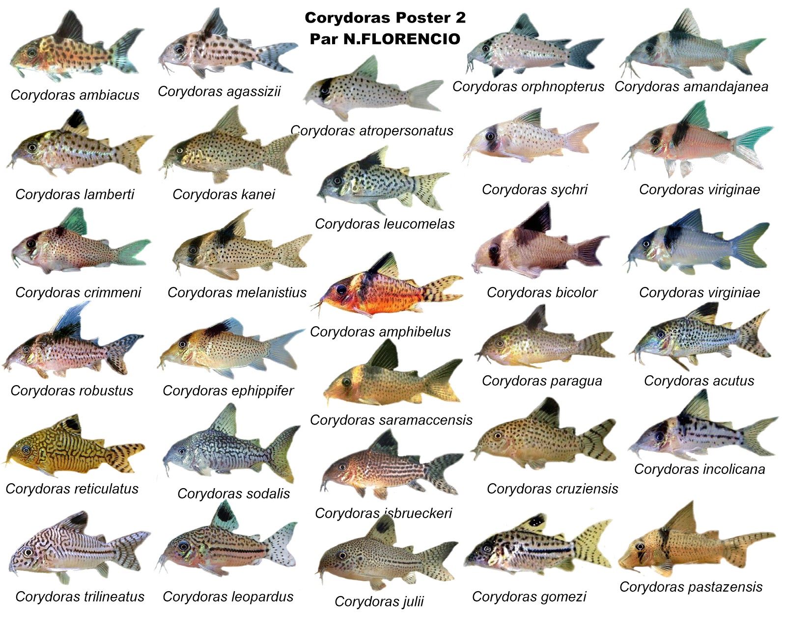 Jenis - Jenis Cory Catfish (Poster Gambar)