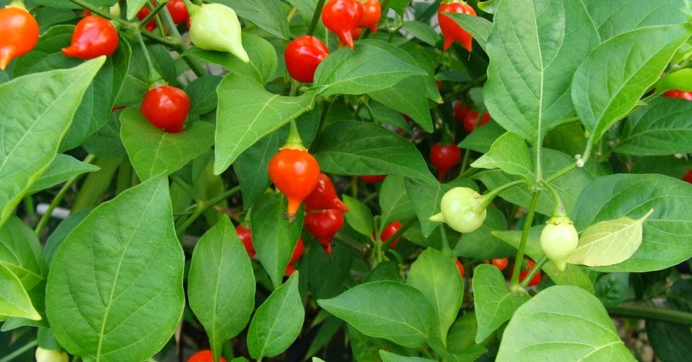 Cultivo Zen: Cultivo da Pimenta Biquinho