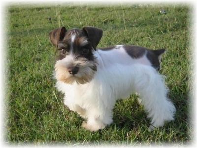 Diamond Kennel: pure black silver mini schnauzer with cert