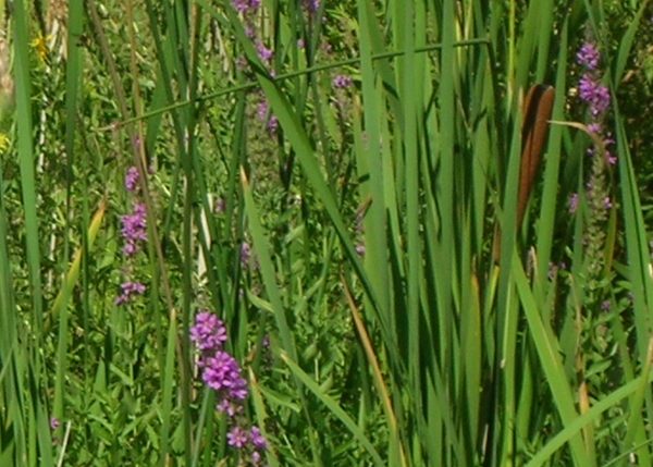 Nature Abhors a Garden: Purple Loosestrife