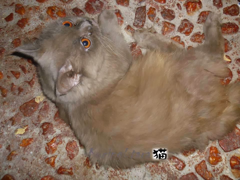 Kucing Utara: Keadaan Najis Kucing