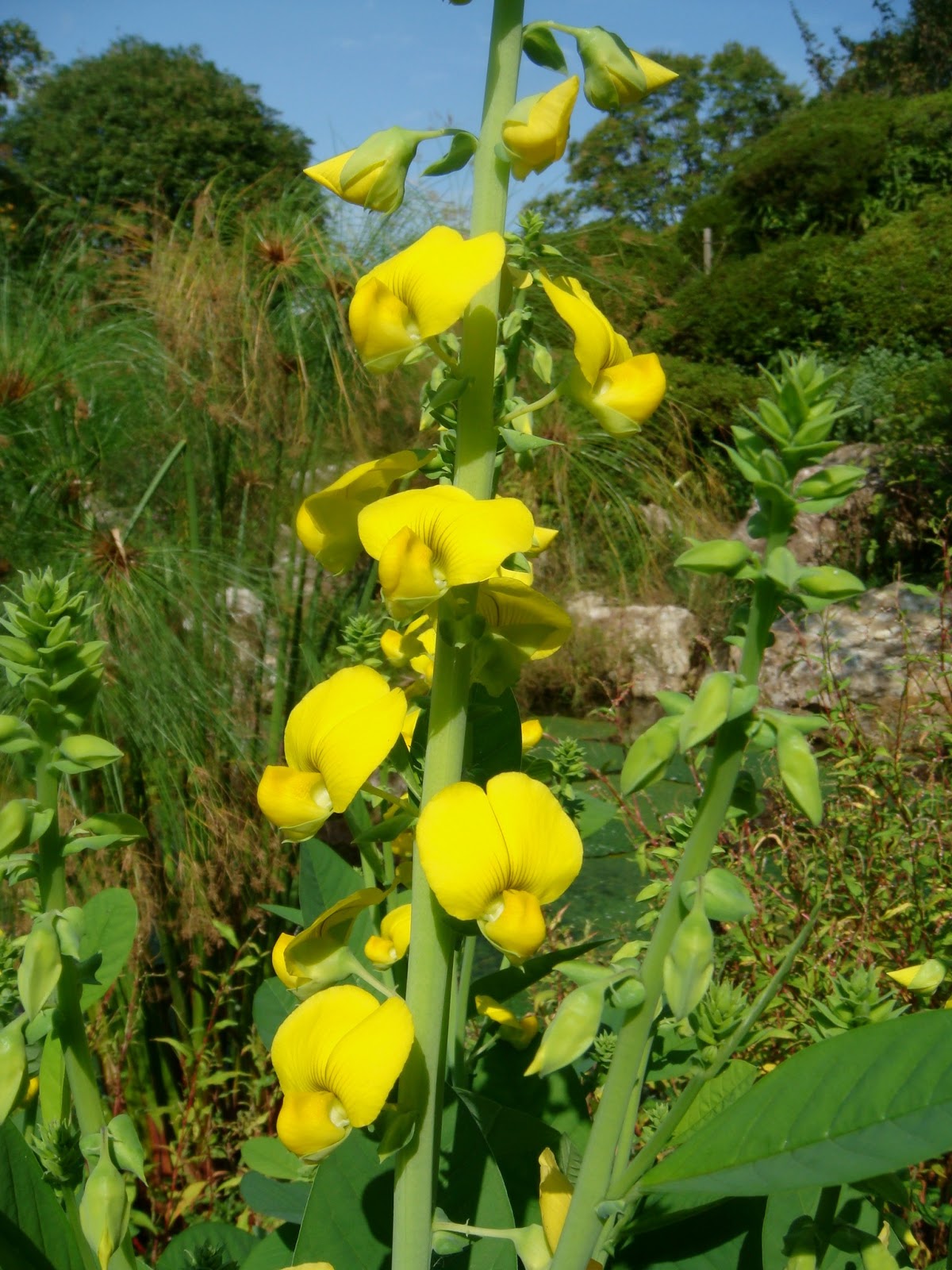Manipurian: Wild but Edible Plants of Manipur