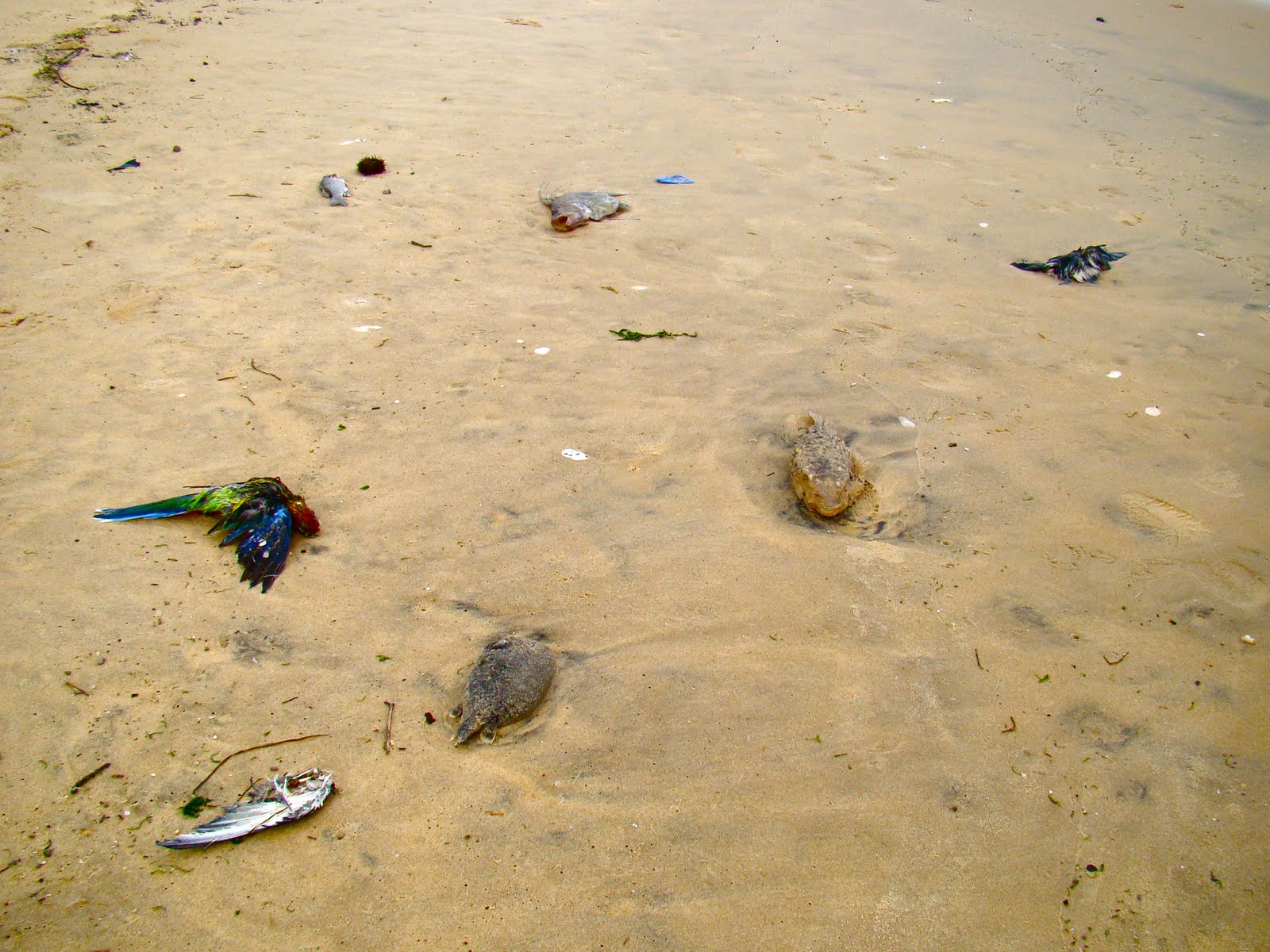 Christen Contario :: Australian Site Specific Sculpture: Washed Up