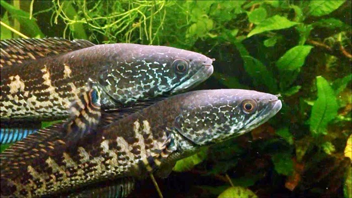 Ikan Toman - Snakehead ~ Dunia Air