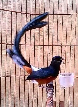 MURAI BATU YANG PALING TERKENAL SAAT INI ~ HOBI & SI PETANI