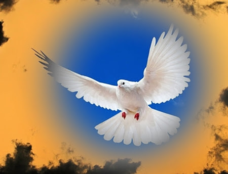 67 Not Out: White Doves As Messengers From The Dead
