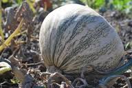 New World Food: Harvest Ingredient 6: New World Gourds And Squash