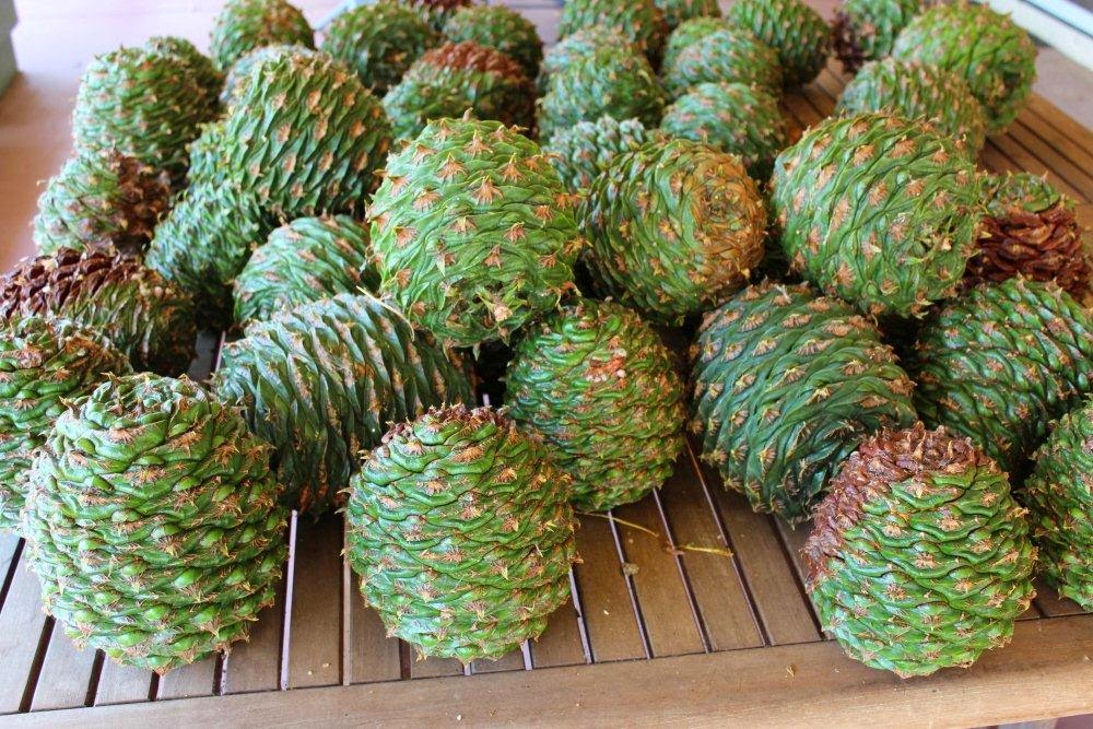 Australian Magick: History and magickal uses for the Araucaria ...