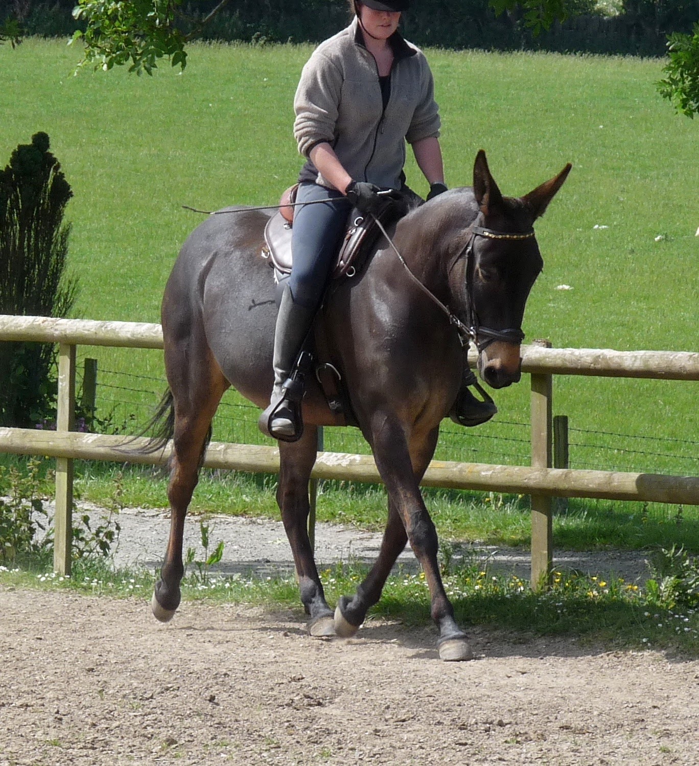 The British Mule Society: Supplies & Trainers