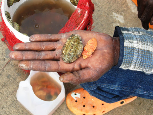 And I Think to Myself...What A Wonderful World.: "They Actually Eat ...