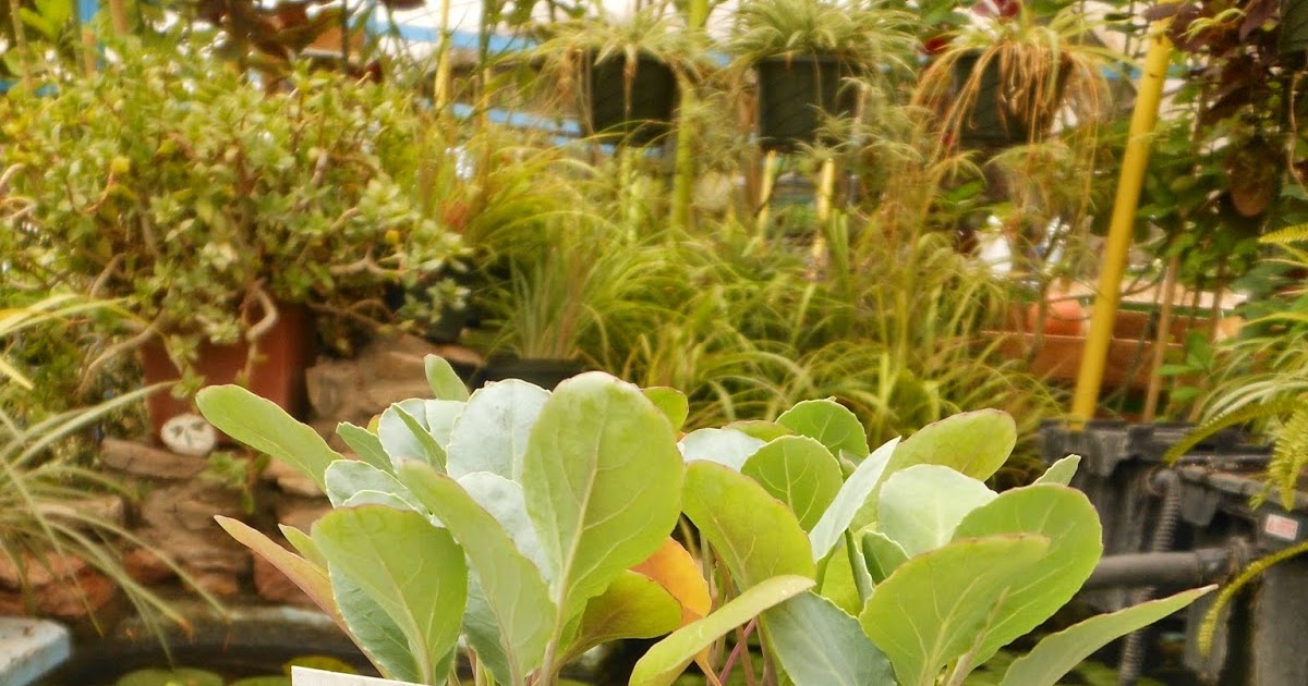 Did You Know That Cauliflower is a Frost-Sensitive Cool Season Crop?