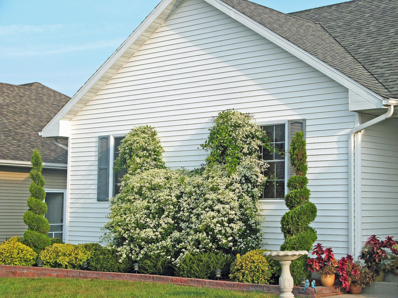 Funke Photos: Sweet Autumn Clematis Vine