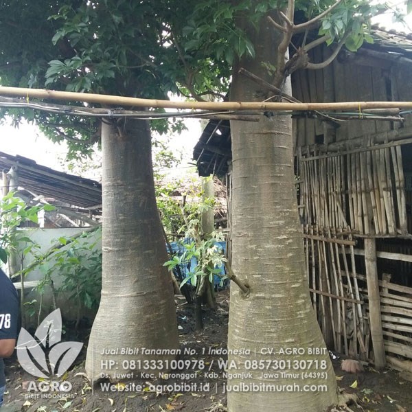 Jual Pohon Baobab untuk Proyek Penghijauan - Jual Bibit Murah