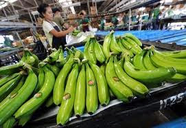 El Auge Bananero