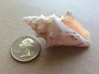 My Many Impressions: 2 of 30 Juvenile Queen Conch